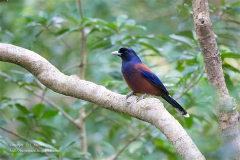 花鳥茶屋 BLOG 奄美大島 ルリカケス