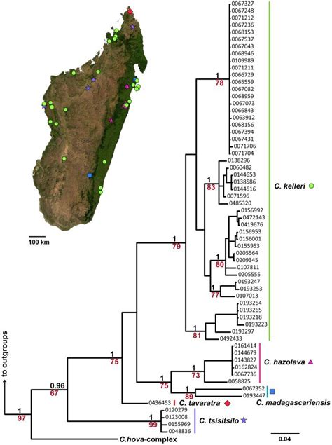 Results Of Bayesian Inference Based On 578 Bp Of Coi Summarized As A