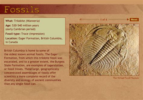 Module 1 Investigating Fossils