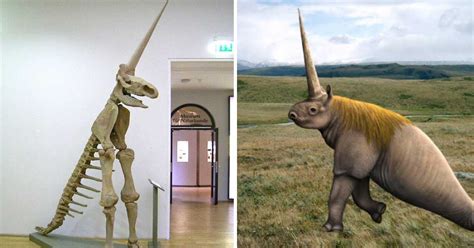 The Magdeburg Unicorn Is The Worst Fossil Reconstruction In The History Of Fossil