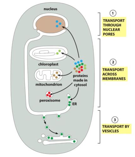 Lecture 10 Protein Sorting Flashcards Quizlet