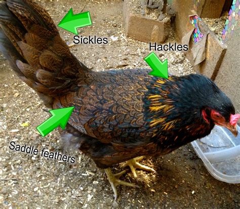 Tips For Successfully Sexing Your Chicks BackYard Chickens
