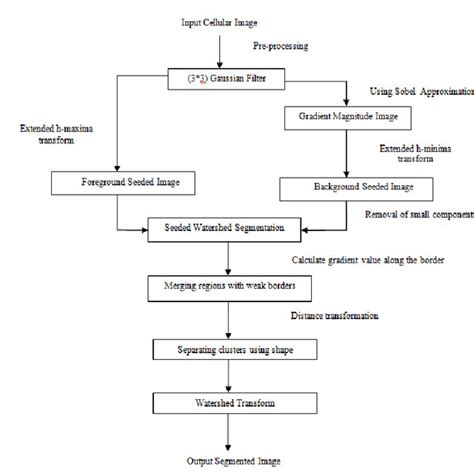 Flow Diagram Of Our Cell Segmentation Strategy Download Scientific
