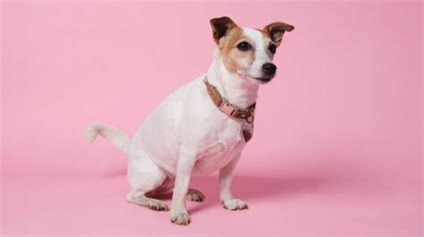 سگ کانگال پت مشاور