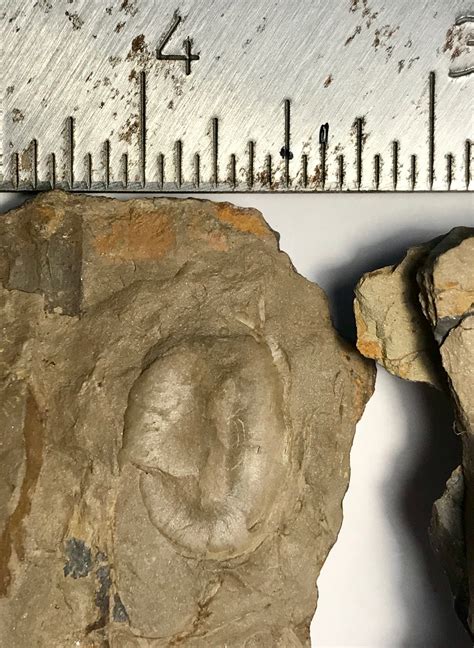 Seed Fossil Fossil ID The Fossil Forum