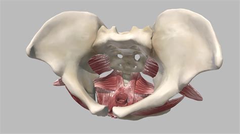Pelvic Floor Diagram Female