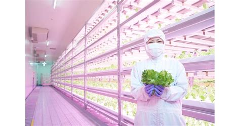 Японска ферма отглежда вертикално по 12 000 марули на ден с LED осветление