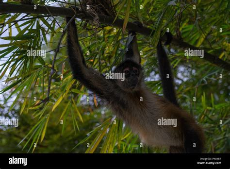 Monkey Swinging On Branch Stock Photos Monkey Swinging On Branch Stock Images Alamy