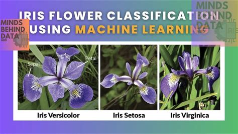 Iris Flower Classification Codsoft Internship Project Youtube