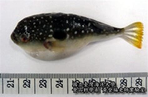 河魨 有毒海洋生物主題館 農業知識入口網