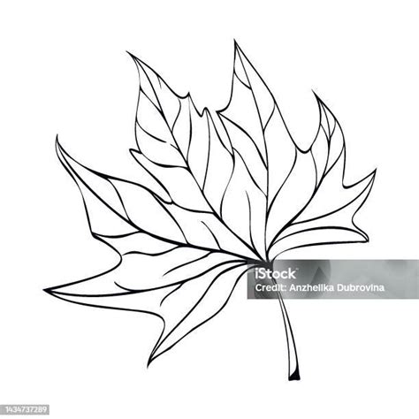 Freehand Drawing Of A Leaflet Stock Illustration Download Image Now Freehand Drawing Of A Leaflet Stock Illustration Download Image Now