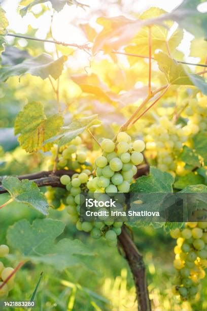 폴란드의 테이블 포도 농장에서 테이블 포도를 수확하는 이미지를 닫으십시오 공간을 복사합니다 농업 원예 및 와인 제조 개념 0명에 대한 스톡 사진 및 기타 이미지 Istock