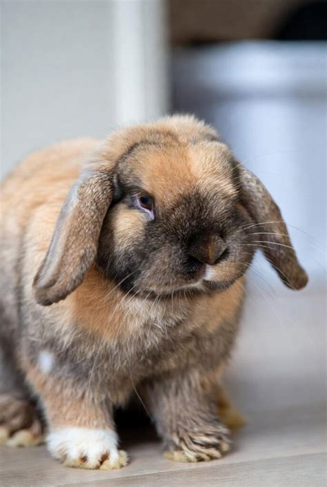 Holland Lop Rabbit Your Happy 7 Essential Healthy Care Guide