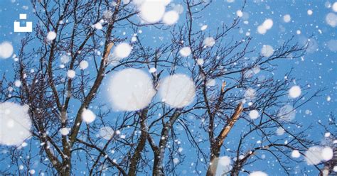 벌거 벗은 나무에 흰색과 파란색 풍선 사진 Unsplash의 무료 겨울 이미지
