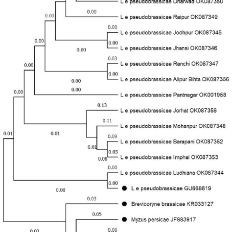 dendrogram inferred from matrix of pair wise distances in rapd analysis