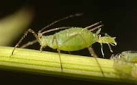 Aphids Get Superpowers Through Sex National Geographic