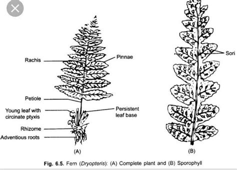 Dryopteris Diagram