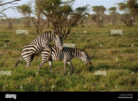 Zebras Mating Do Zebras And Wildebeest Mate