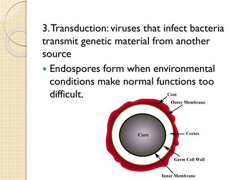 Ppt 2 Eubacteria Powerpoint Presentation Free Download Id6498014