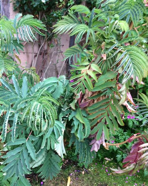 Melianthus Major Antonows Blue Botanico