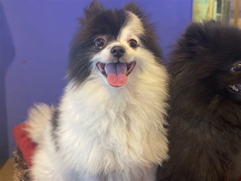 폼피츠 오레오허쉬 샴입양 셀커크렉스입양 스코티쉬폴드입양 스핑크스입양 아메리칸숏헤어입양 아비시니안입양 터키시앙고라입양 페르시안입양 애완견입양 반려견입양 털빠짐없는소형견종류