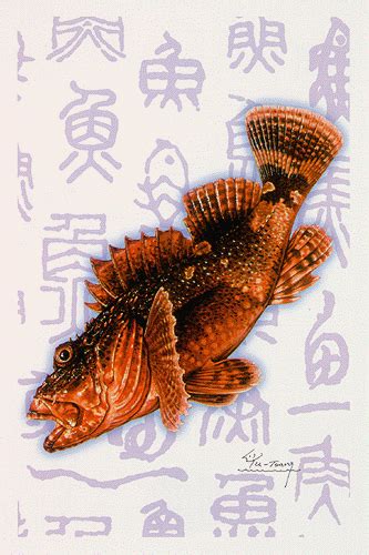 魚藏生態畫卡 石狗公