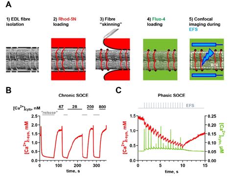 Two Fluorescence Based Techniques To Measure Soce In Skinned Skeletal