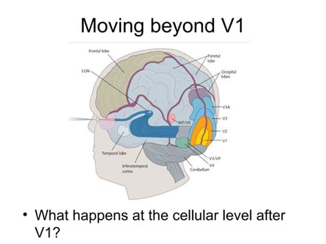 Ventral Stream Ppt Free Download