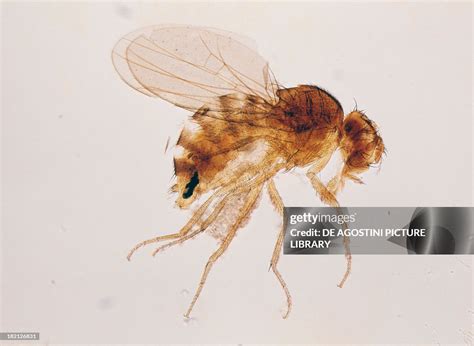 Fruit Flies Under Microscope At Margaret Steen Blog