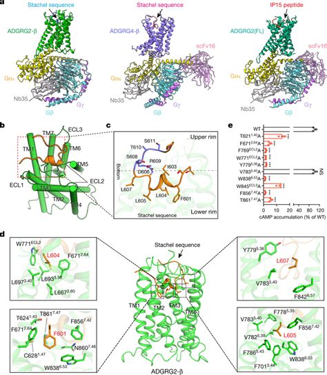 Overall Cryo Em Structures Of Adgrg2 β Adgrg4 β And Ip15 Bound Download Scientific Diagram