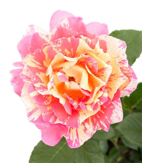 Malerrose Rose des Cisterciens - Rosa Rose des Cisterciens günstig kaufen