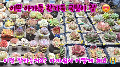 매니아님 자리빼기 판매 최대 80 할인 이쁜 귀둥이 선별종자 특이종 착한 가격에 정리 합니다 빠른 주문 하세요 묵둥이 창 선별 귀둥이 특이종 다솜 달콤한총각