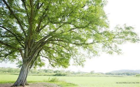 各种树木名称图片大全 1200树木名称大册 常见树木图片及名称 大山谷图库