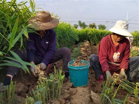 卧龙区大力发展蔬菜产业 铺就绿色致富路 澎湃号政务 澎湃新闻 The Paper