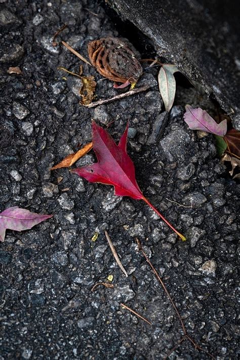 바닥에 떨어진 빨간색 단풍나무 잎 유토이미지 상세페이지 베이직샵 사진 21559852