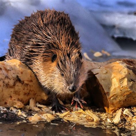 Beaver Chewing Tree Beaver Chewing Wood S Tenor