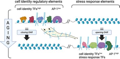 A Pattern Emerges In Chromatin Aging AP Steals The Show Cell Metabolism