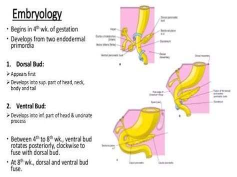 Duodenal Atresia Stenosis Pranaya Ppt Ppt