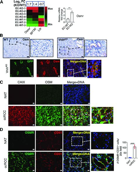 Cell Type Specific Expression Of Osm And Osmr A Overexpression Of