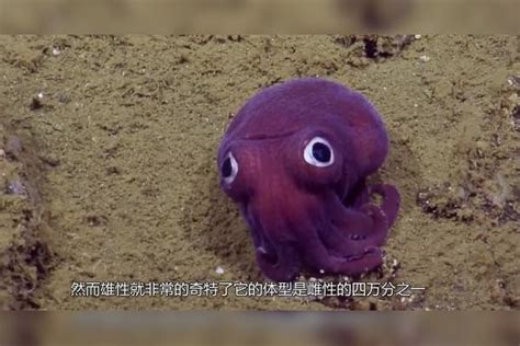 雌雄差距最大的生物，母的比公的大4万倍，想找个“对象”都困难生物雌雄差距