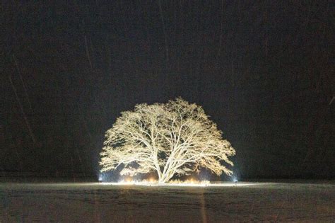 SODANE 冬ならではの絶景十勝の名所ハルニレの木がライトアップ 北海道豊頃町