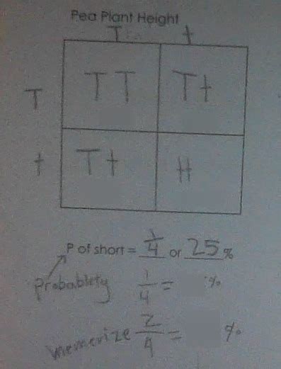 Genetics Note Packet Section 21 Diagram Quizlet
