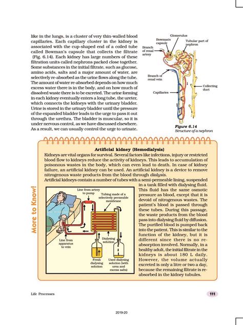NCERT Book Class 10 Science Chapter 6 Control And Coordination PDF AglaSem
