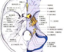 卵圆孔图册 360百科