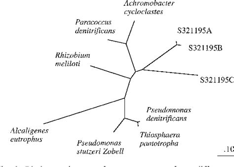 Paracoccus Pantotrophus Semantic Scholar