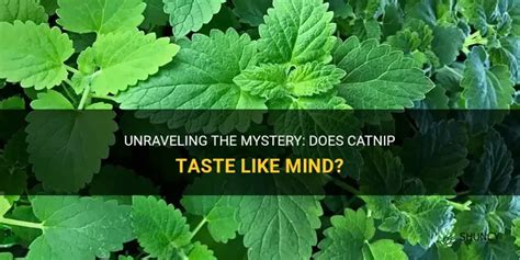 Unraveling The Mystery Does Catnip Taste Like Mind Shuncy