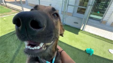 A624761 Arcinine 2 Youtube