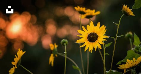 선택적 초점 사진 노란 해바라기 사진 Unsplash의 무료 꽃 이미지