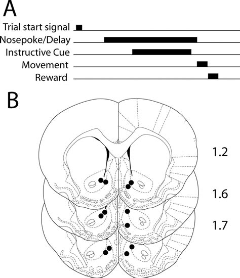 Inhibitions Of Nucleus Accumbens Neurons Encode A Gating Signal For Reward Directed Behavior