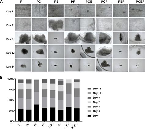 Accelerated Degradation Assay A Macroscopic Images And B